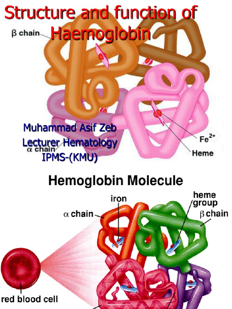 Muhammad Asif Zeb Lecturer Hematology Ipms - (Kmu) | PDF | Hemoglobin ...