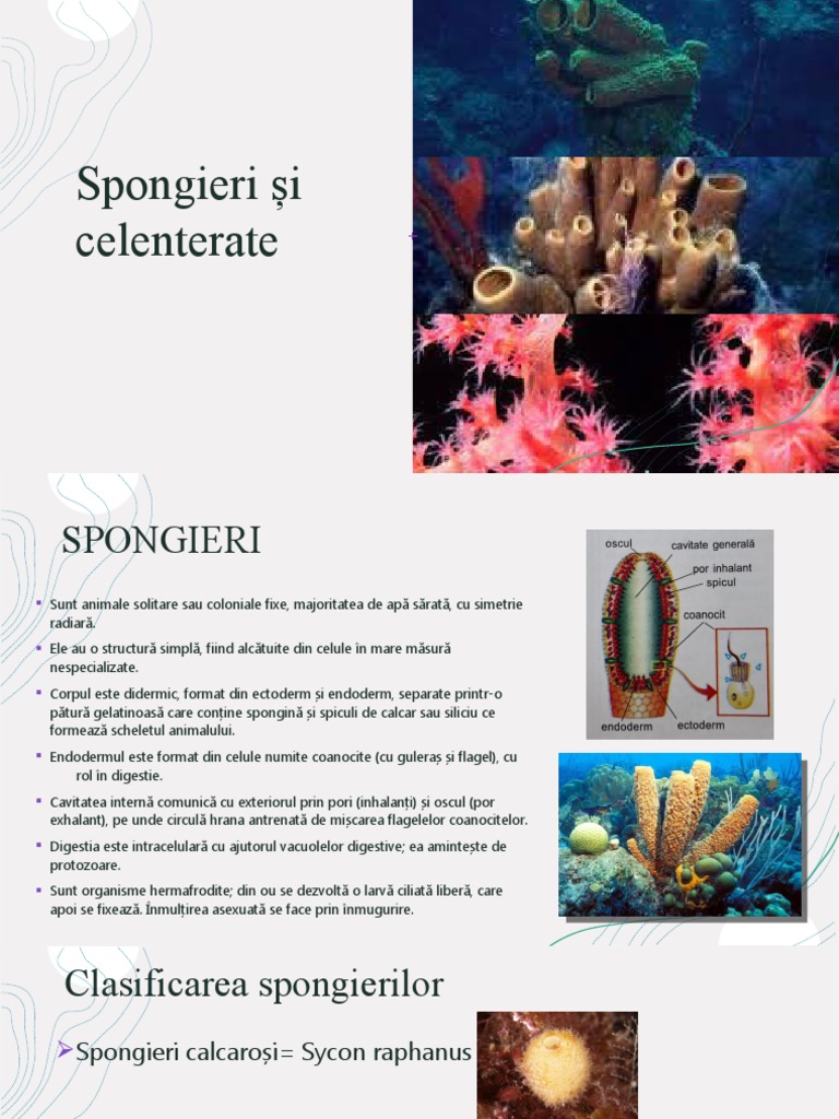 Spongieri Și Celenterate | PDF