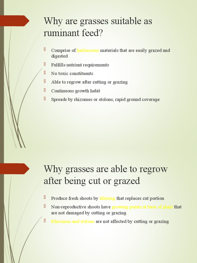 Why Are Grasses Suitable As Ruminant Feed?: Herbaceous | PDF | Grazing ...
