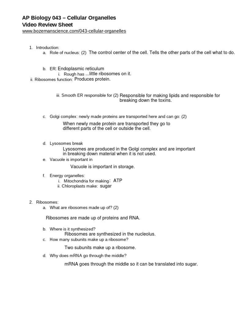 Cellular Organelles Worksheet | PDF | Endoplasmic Reticulum | Ribosome