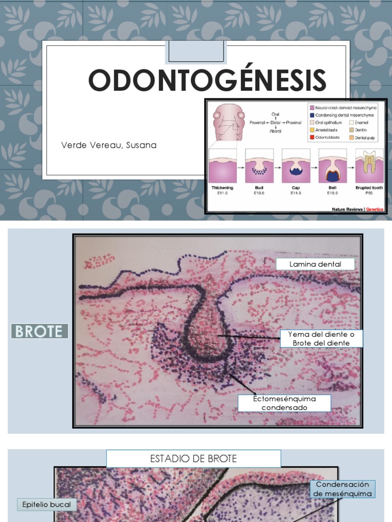 ODONTOGÉNESIS | PDF | Diente | Ciencias de la Salud
