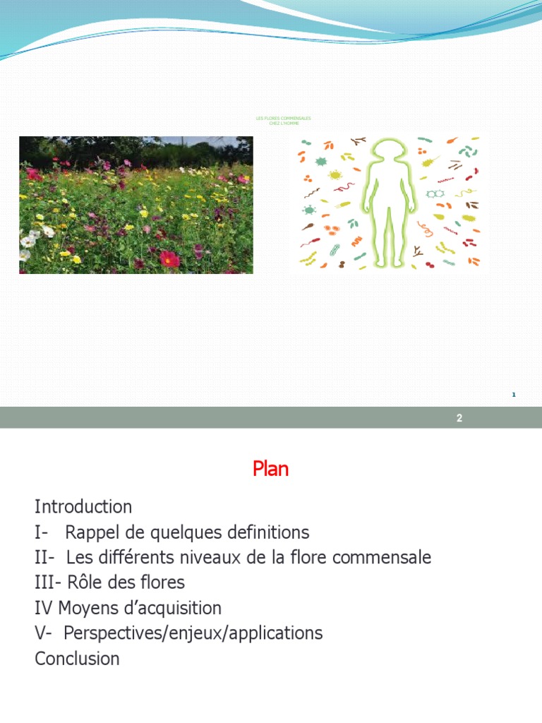Flores Commensales 2021 Copie | PDF | Lactobacille | Streptocoque