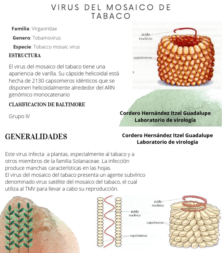 Virus Del Mosaico de Tabaco | PDF
