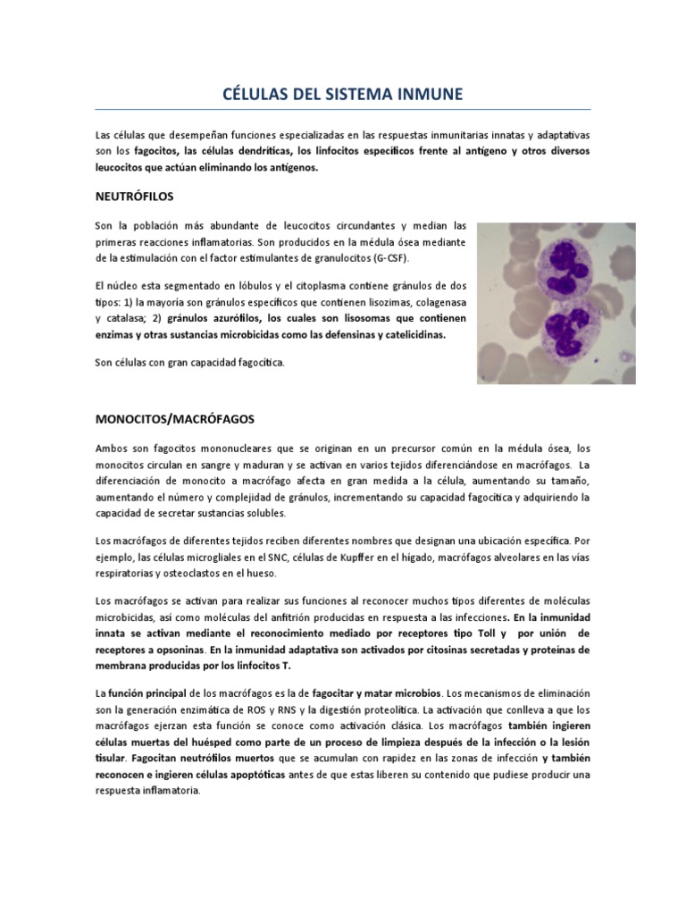 Células, Tejidos y Órganos Del Sistema Inmune | PDF | Ganglio linfático | Linfocitos