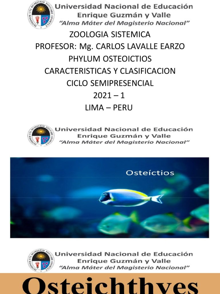 10 Clase Osteictios, Caracteres y Clasificacion | PDF | Zoología | Anatomía