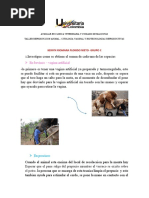 Protocolo de Inseminacion | PDF | Semen | Vagina