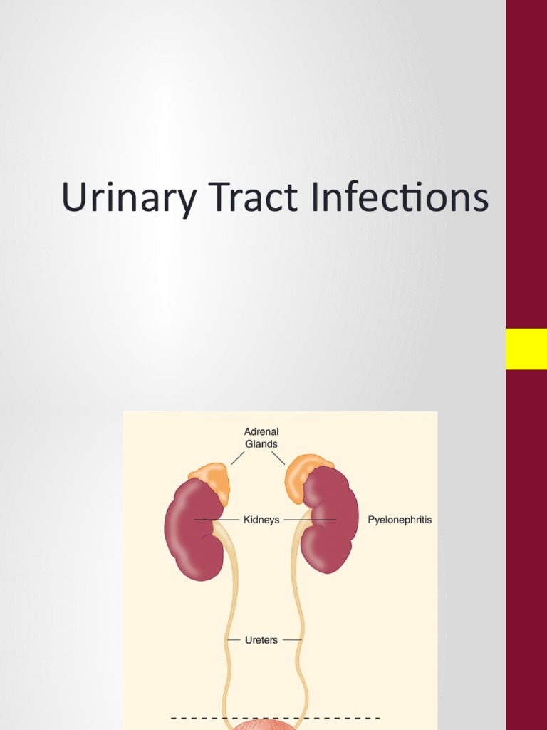 UTI Slides | PDF | Urinary Tract Infection | Medical Specialties