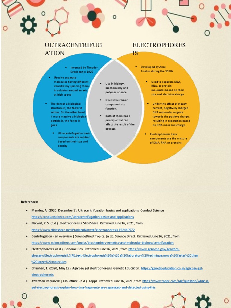 Graphic Organizer | PDF | Gel Electrophoresis | Organisms