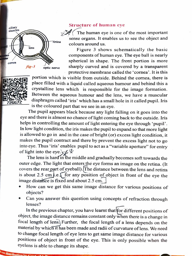 Human Eye | PDF | Eye | Human Eye