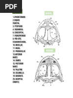 Exploring The Body System of The Carabao | PDF | Respiratory Tract | Neuron
