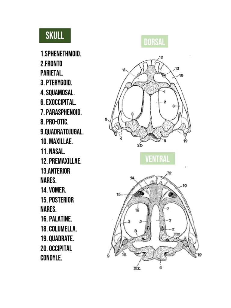 Frog Skull and Skeletal Anatomy Overview | PDF | Vertebra | Vertebral ...