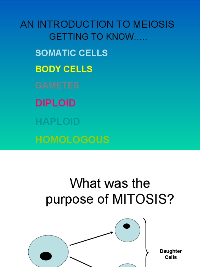 An Introduction To Meiosis | PDF | Ploidy | Meiosis