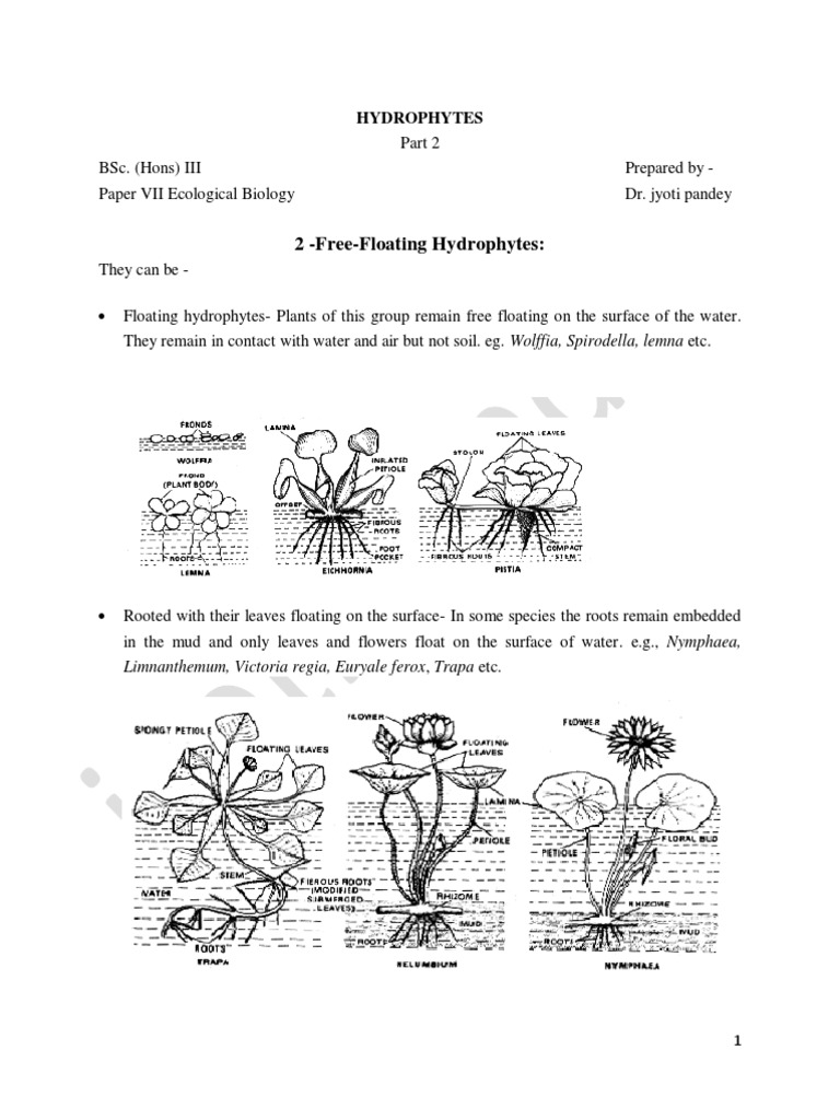 Free-Floating Hydrophytes Guide | PDF | Leaf | Tissue (Biology)