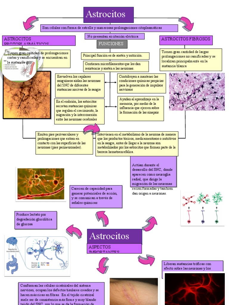 ASTROCITOS | PDF | Astrocito | Neurona