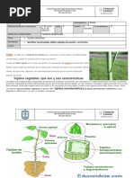 Guia Grado 7 Biologia Tejidos Vegetales | PDF | Plantas | Hoja