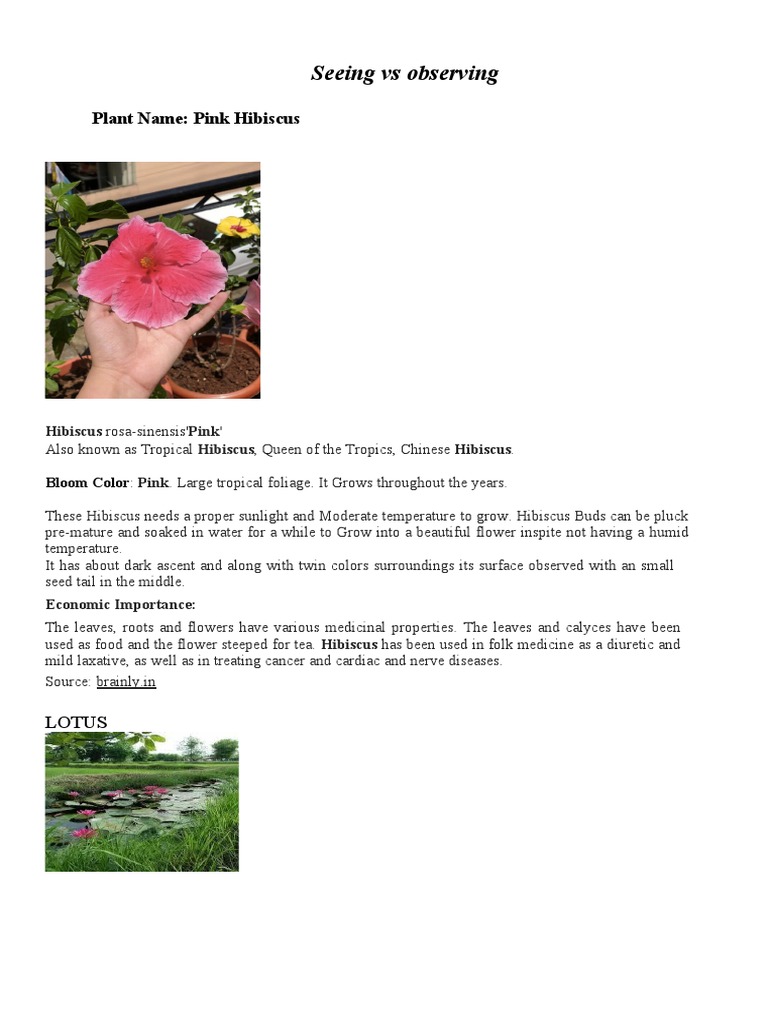 Seeing Vs Observing Plant Name Pink Hibiscus PDF Plants Botany