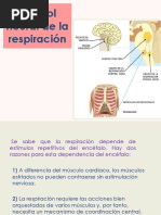 Centros Respiratorios y Frecuencia Normal | PDF | Sistema respiratorio ...