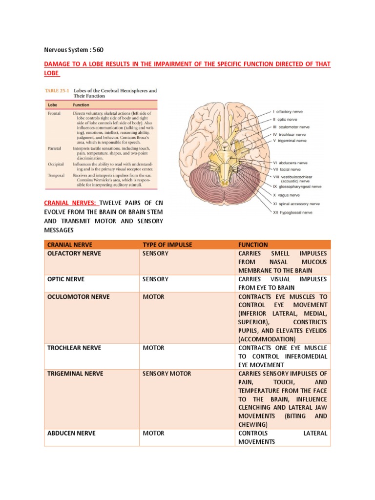 7 MODULE 7 Nervous System | PDF | Thumb | Anatomical Terms Of Motion 7 MODULE 7 Nervous System | PDF | Thumb | Anatomical Terms Of Motion