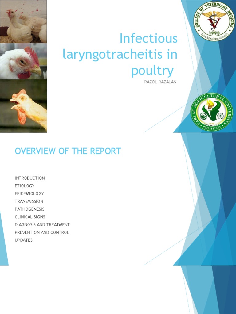 Comprehensive Overview of Infectious Laryngotracheitis in Poultry ...