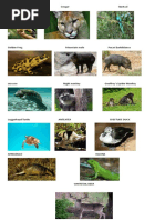 Animales Salvajes y Domesticos en Xinca | PDF