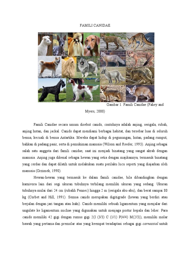 Mengenal Famili Canidae: Ciri dan Habitat | PDF | Griya & Taman | Sains ...