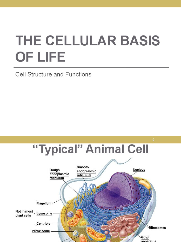 Cellular Structure and Functions Explained | PDF | Endoplasmic ...