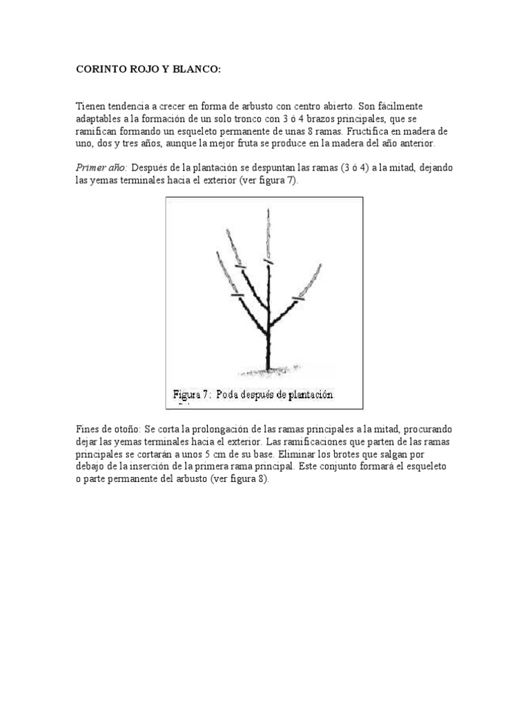 Poda Corinto Rojo y Blanco | PDF | Plantas | Naturaleza