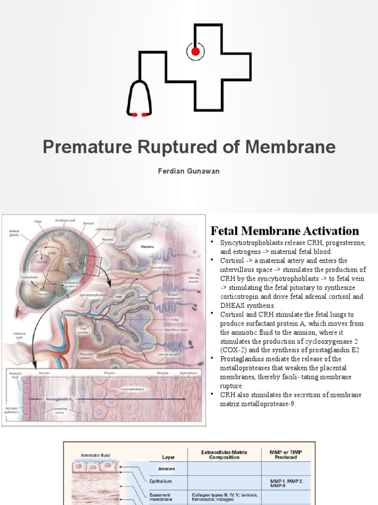 Premature Ruptured of Membrane: Ferdian Gunawan | PDF | Preterm Birth ...