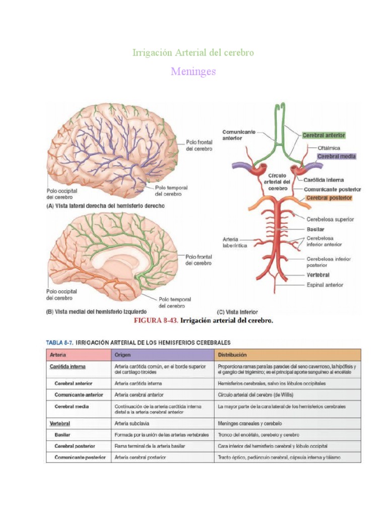 Irrigación Arterial Del Cerebro | PDF