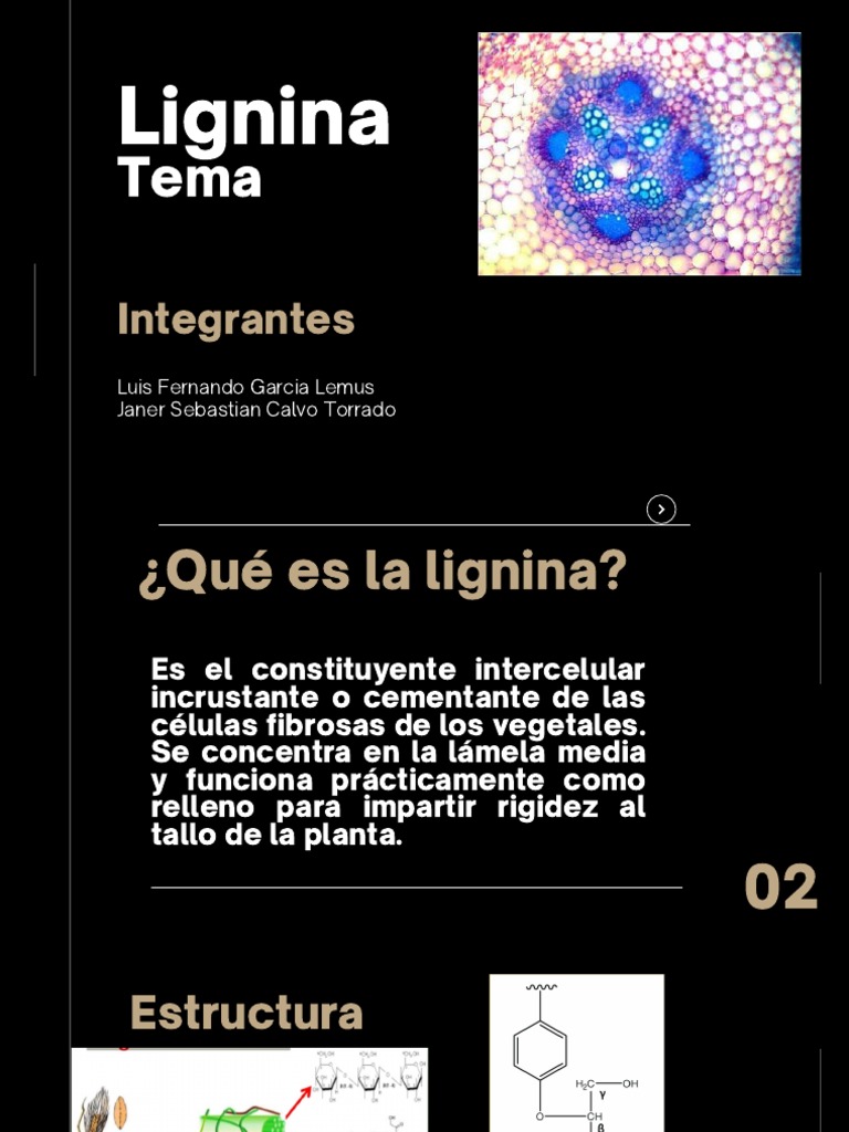 Estructura De La Lignina En La Planta