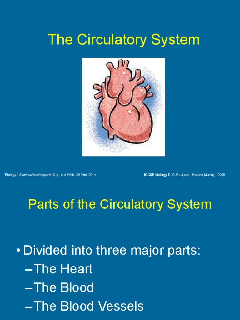 Overview of the Circulatory System | PDF | Circulatory System | Artery