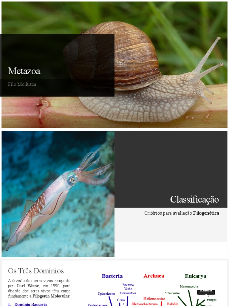 Filo Mollusca: Classificação e Características | PDF | Moluscos | Biologia