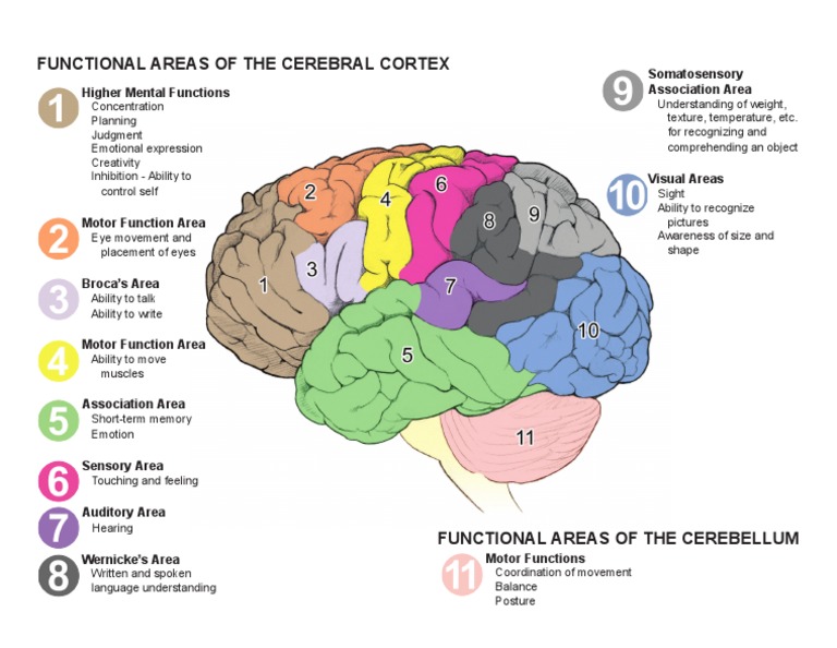 Brain Functional Areas | PDF