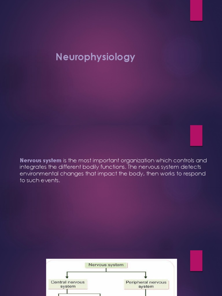 Neurophysiology: Structure and Functions of the Nervous System | PDF | Chemical Synapse ...