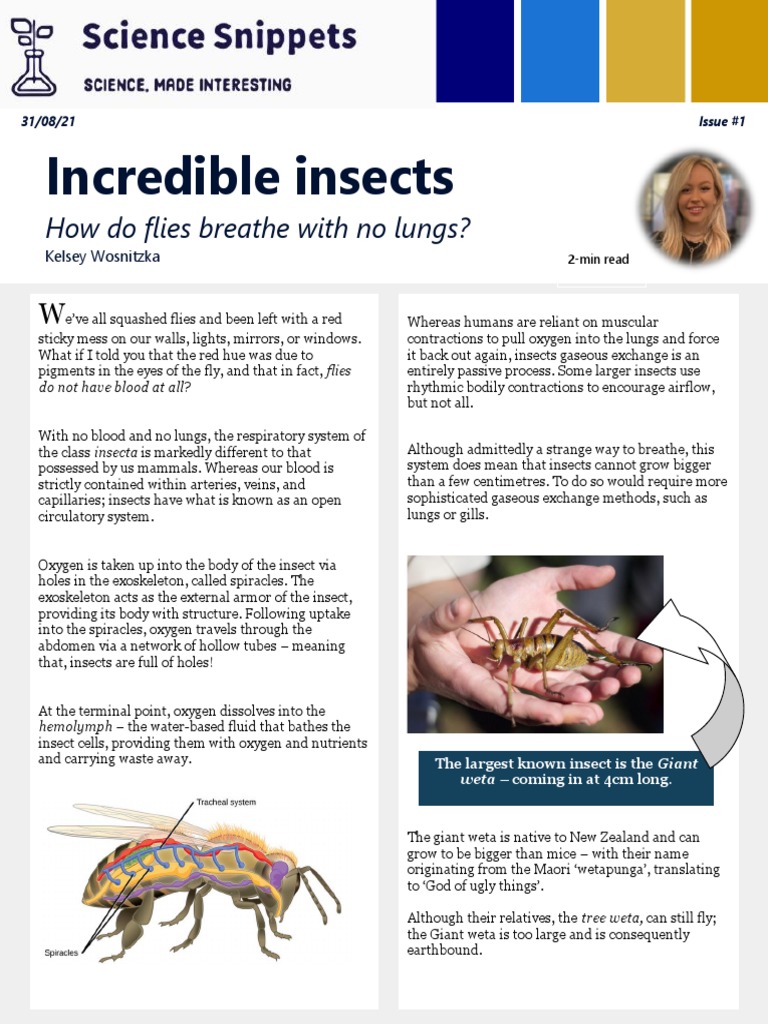 Incredible Insects How Do Flies Breathe With No Lungs Pdf Insects Lung