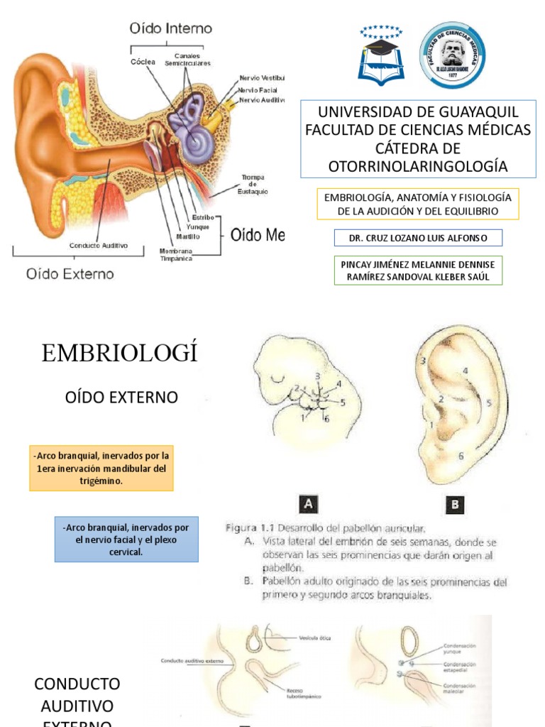 Anatomía, Embriología y Fisiología de La Audicion y Del Equilibrio ...