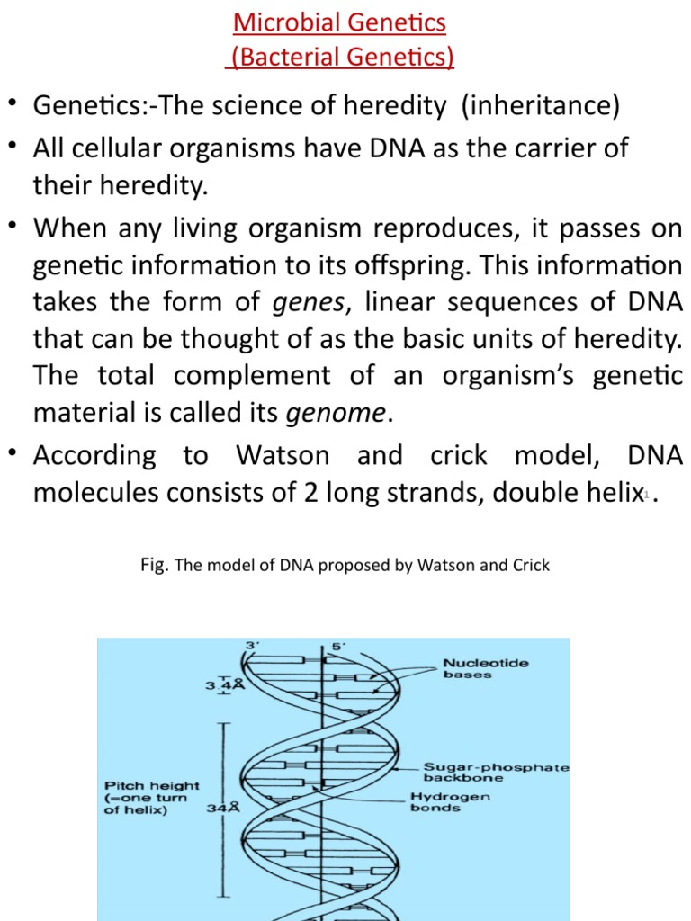 Modified (Bacterial Genetics) | PDF | Rna | Translation (Biology)