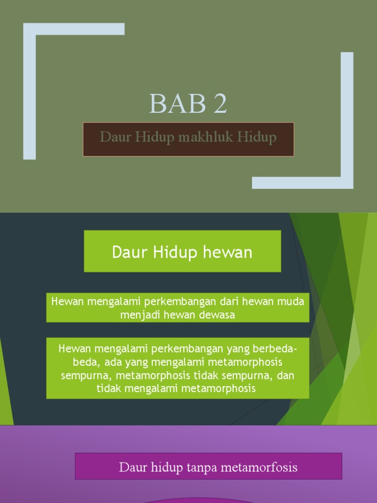 Daur Hidup dan Metamorfosis Hewan | PDF