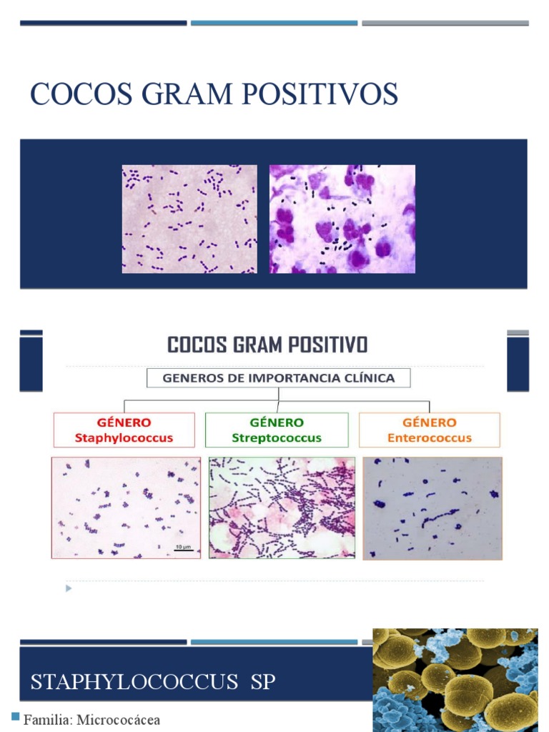Cocos Gram Positivos | PDF | Estreptococo | Staphylococcus Aureus
