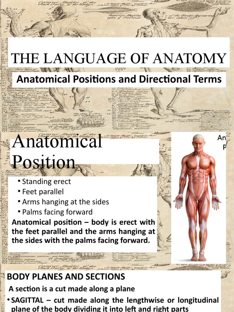 Anatomical Positions and Directional Terms | Download Free PDF ...