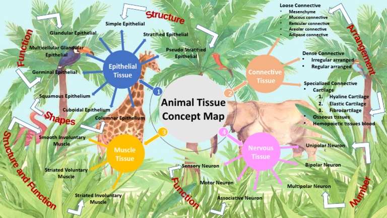 Animal Tissue Concept Map: Epithelial Tissue Connective Tissue | PDF ...