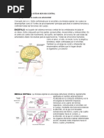 Anatomia de La Region Selar | PDF | Glándula pituitaria | Hipotálamo