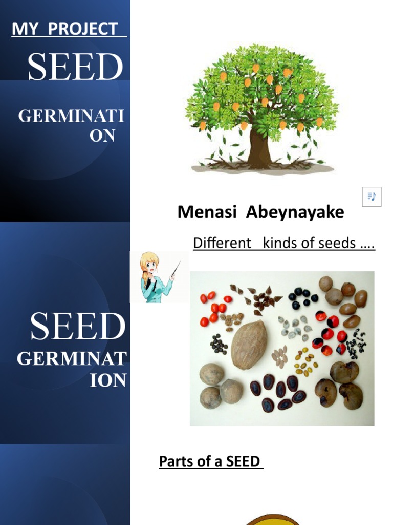 The Six Steps of Seed Germination: Exploring How Seeds Grow Into Plants ...
