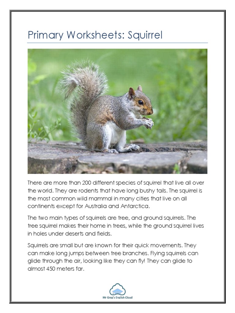 Primary Worksheets: Squirrel | PDF | Squirrel | Zoology