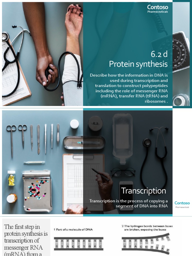6.2 D Protein Synthesis: Contoso | PDF | Rna | Translation (Biology)