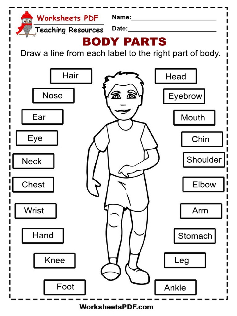 Human Body Parts Worksheets | PDF
