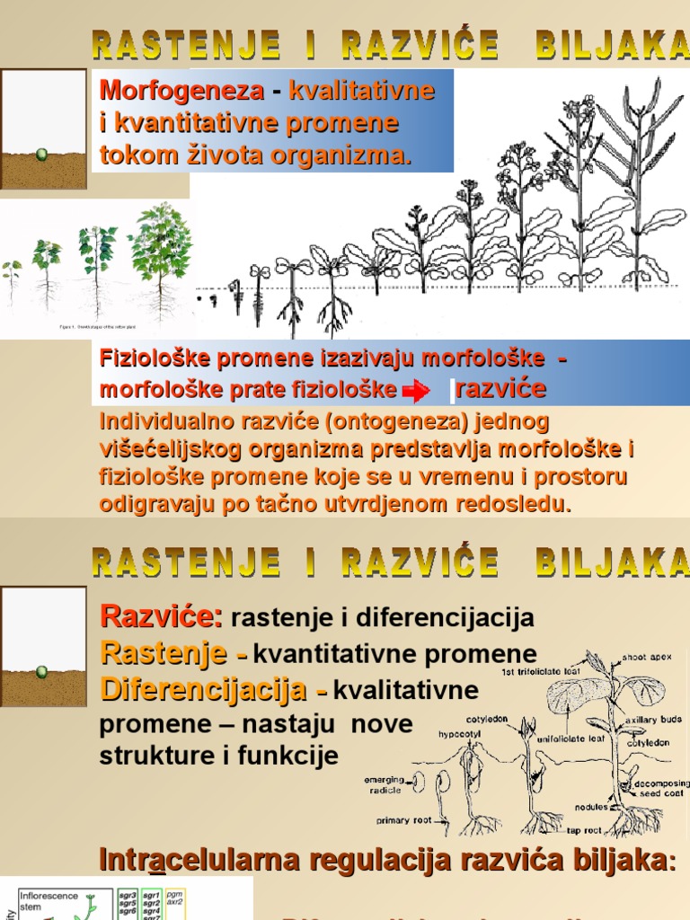 Rastenje I Razvice | PDF