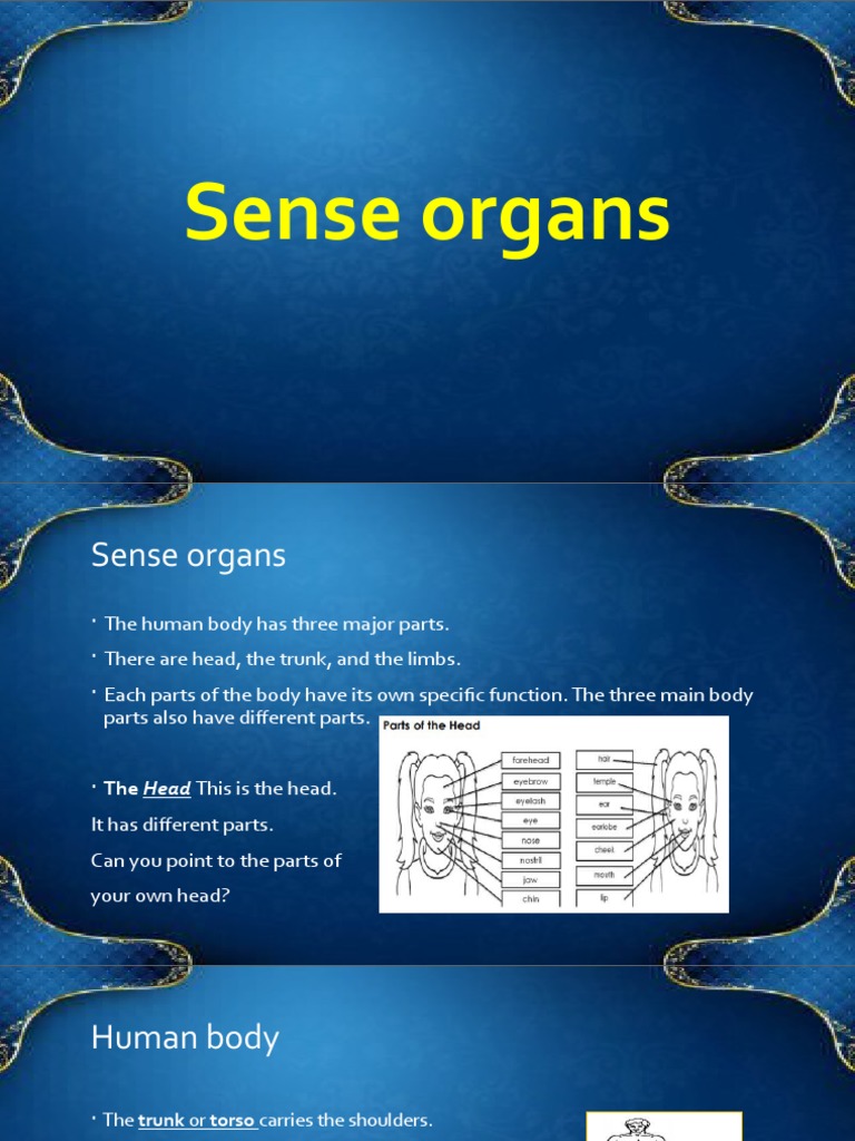 Sense Organs | PDF | Senses | Taste