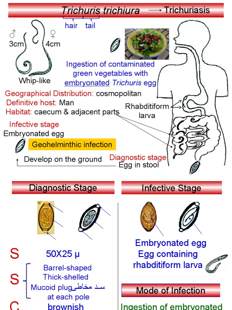 012-Trichuris Trichiura and Enterobius | PDF | Medicine | Diseases And ...