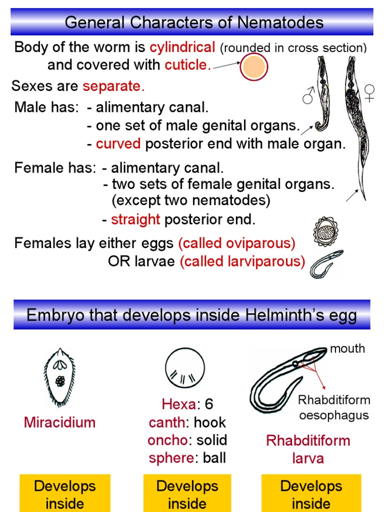General Characters of Nematodes: Cylindrical Cuticle. Separate | PDF ...